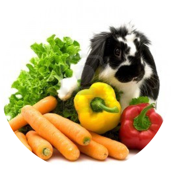 Conejos 10 consejos basicos