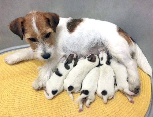 La correcta alimentación de un cachorro lactante - SitandPlas