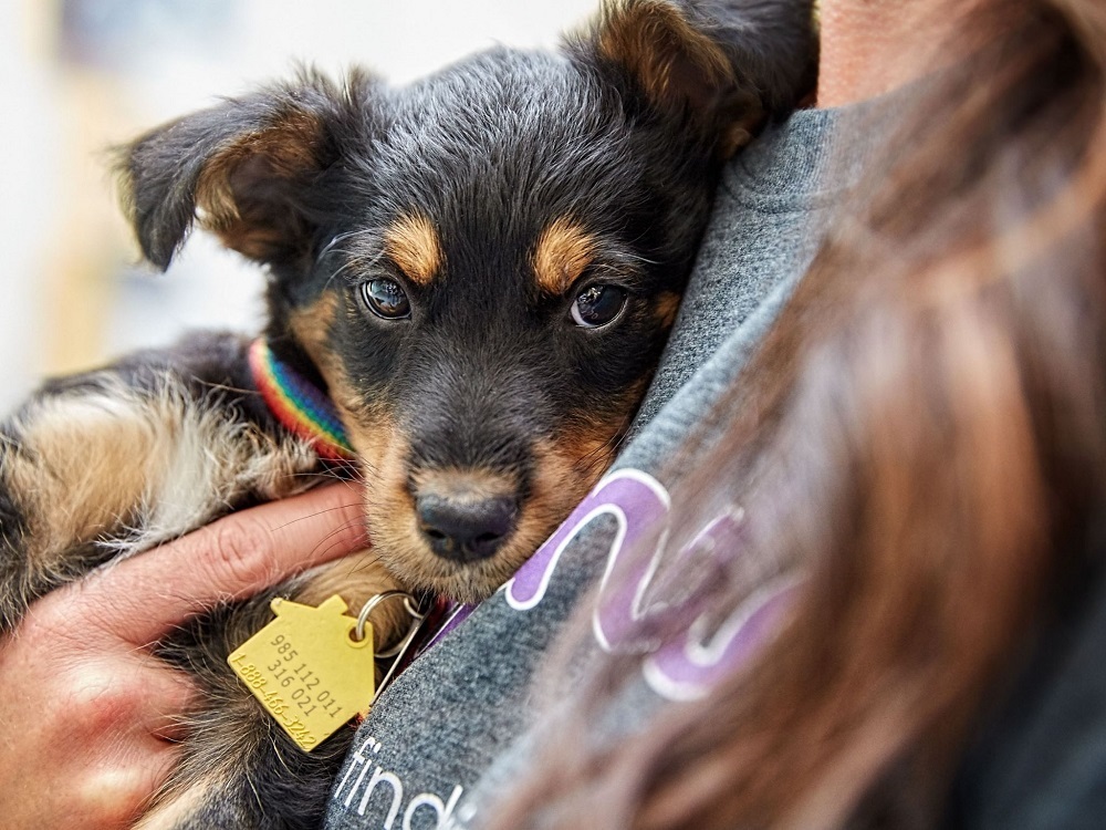 5 consejos para una adopción segura - SitandPlas