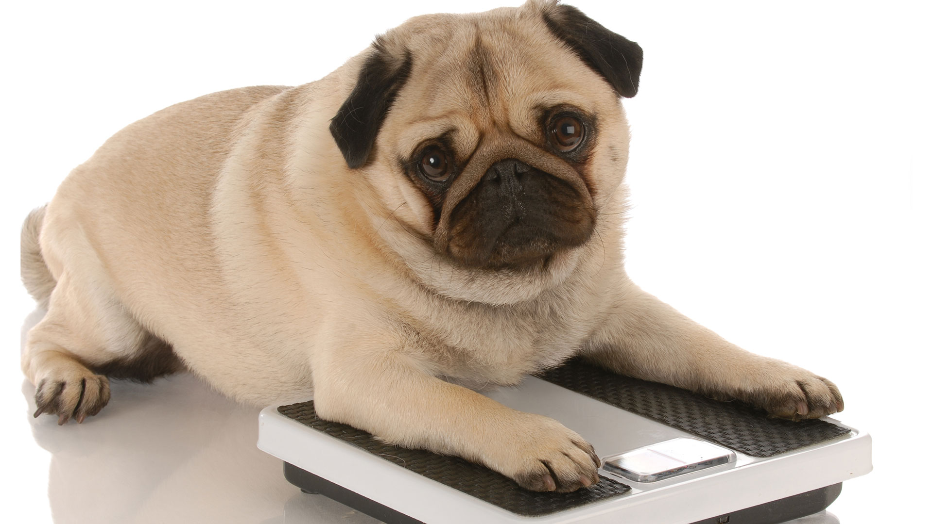 Alimentación para perros pequeños y mini con sobrepeso o tendencia a ...